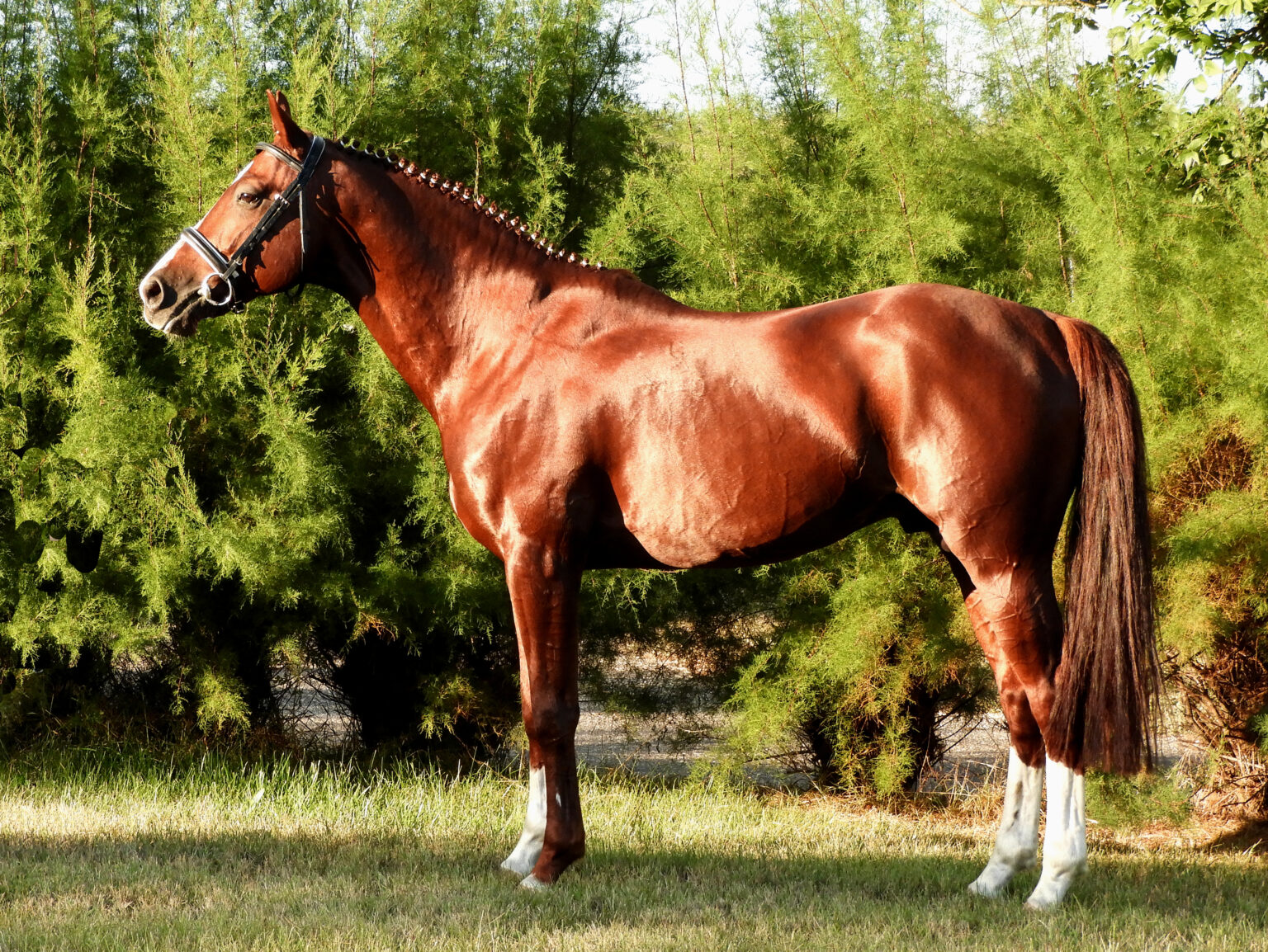 Eladó lovak - Gidrán Lótenyésztők Magyarországi Egyesülete